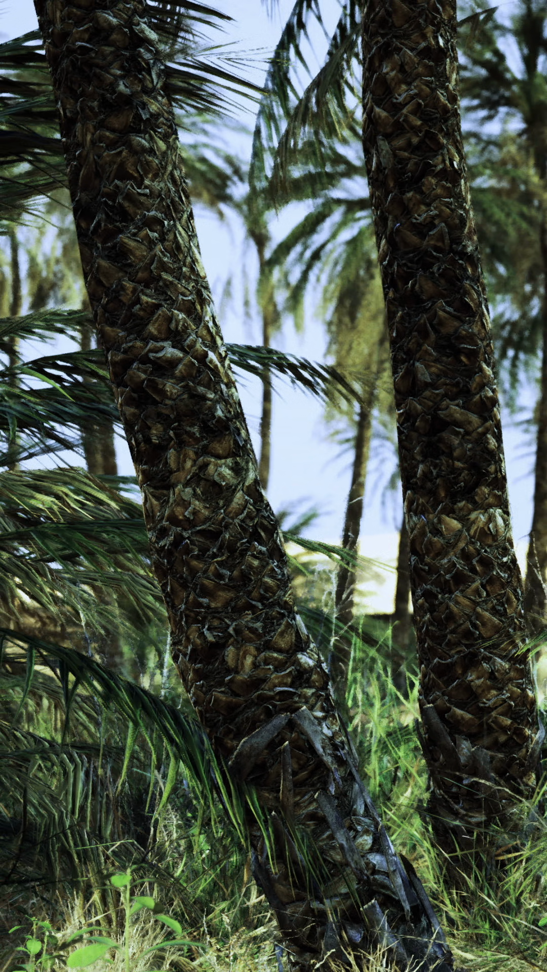 Exploring Lush Palm Trees In Vibrant Stock Footage SBV-353590455 ...