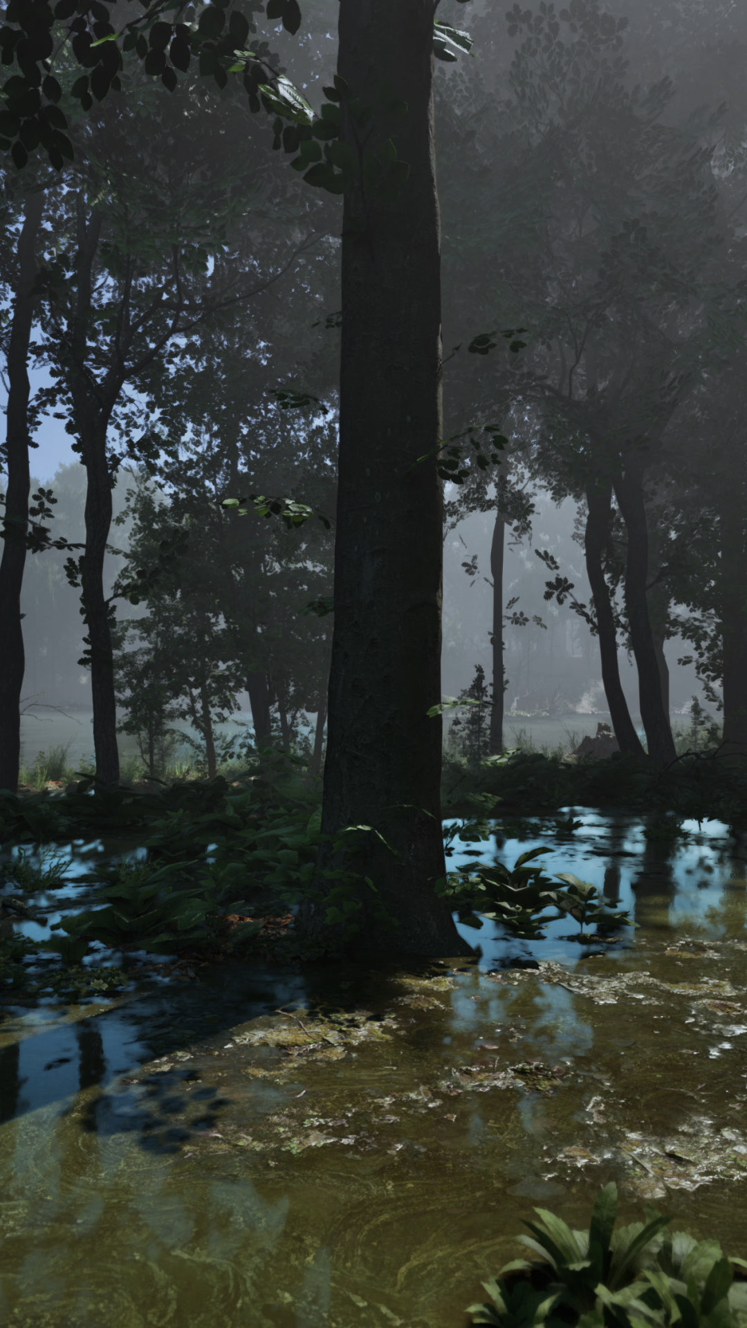 Mystic Foggy Swamp With Trees Stock Footage SBV-353259746 - Storyblocks