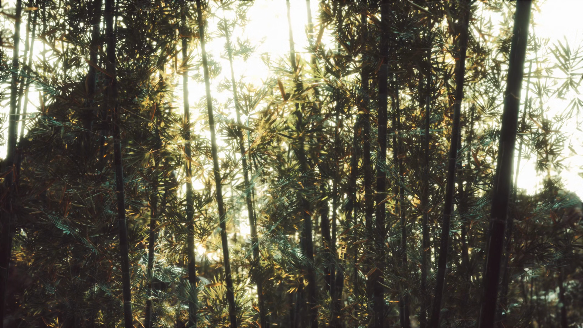 Backlit Bamboo Forest At Sunset With Moody Stock Footage SBV-353673794 ...