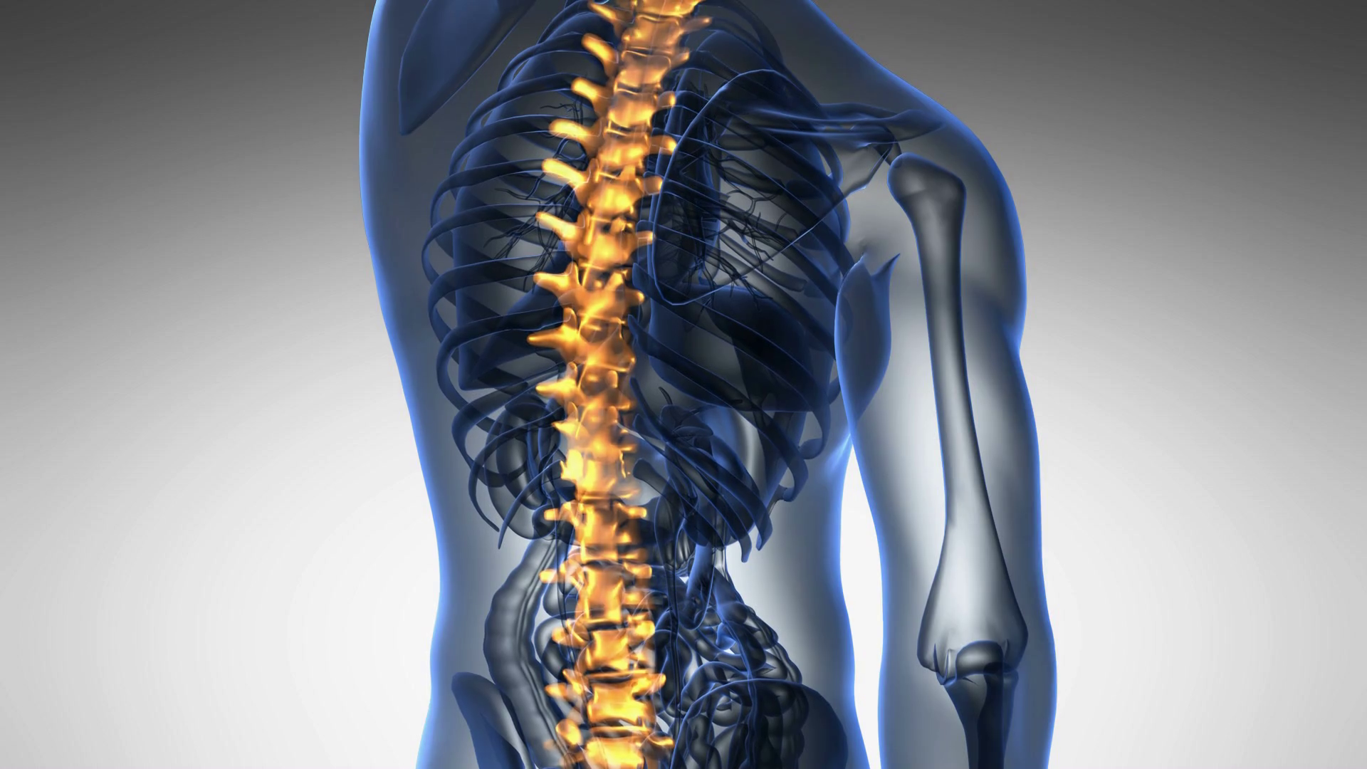 Backbone Backache Science Anatomy Scan Of Human Spine Bones Glowing