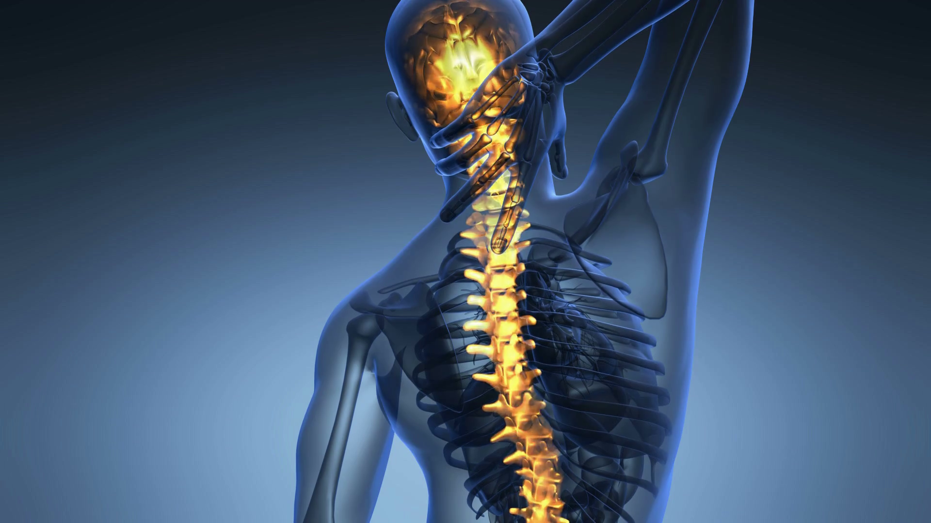 Backbone Backache Science Anatomy Scan Of Stock Motion Graphics SBV ...