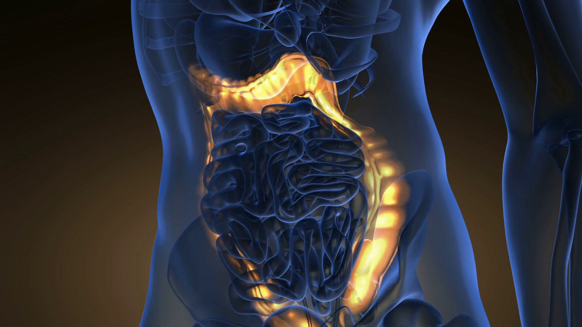 Science Anatomy Scan Of Human Colon Glowing Stock Motion Graphics SBV ...
