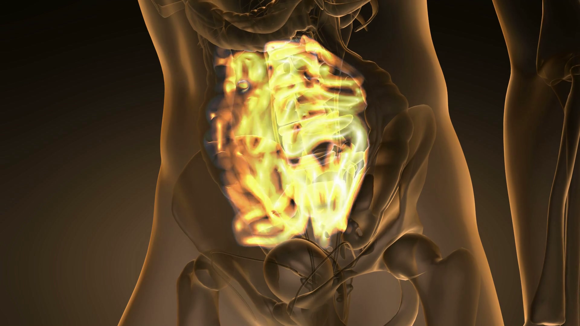Science: Illuminated Small Intestine Anatomy Stock Motion Graphics SBV ...
