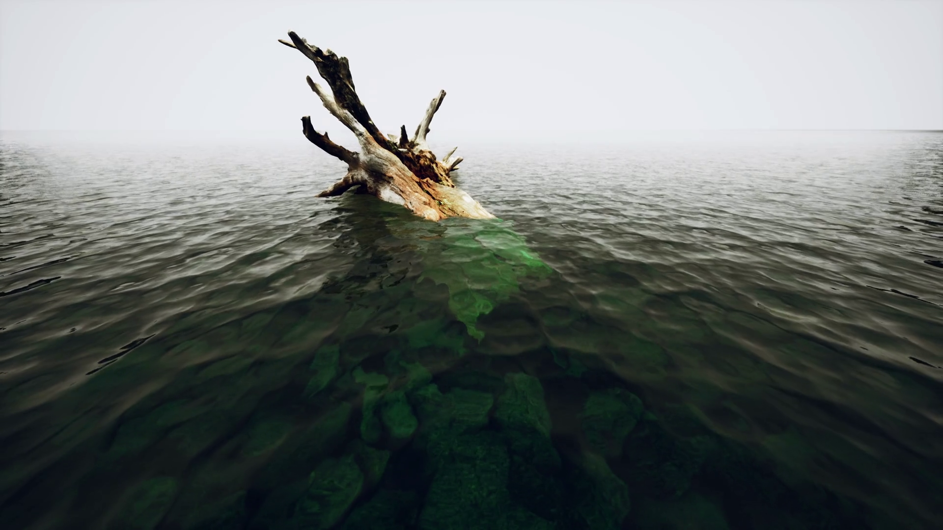 Dead Tree Branches In Water With Fog Stock Motion Graphics SBV ...