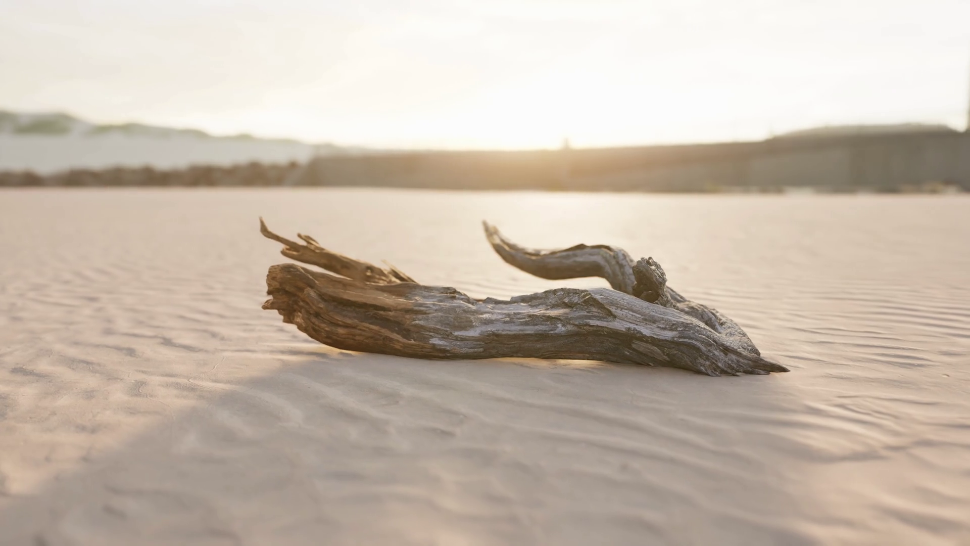 Piece Of Old Root Is Lying In Sand Of Beach Stock Motion Graphics SBV ...