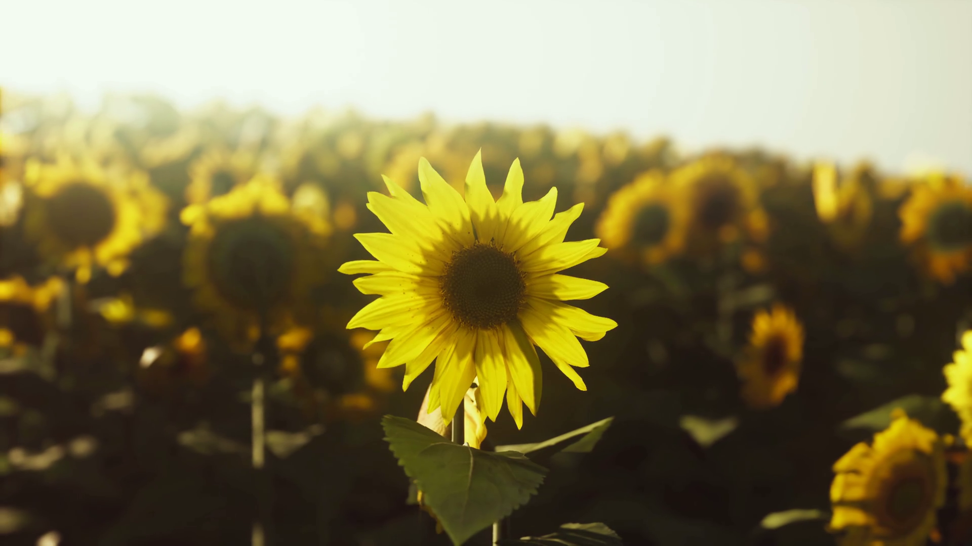 Sunflower field landscape at sunset Motion Background 00:10 SBV ...