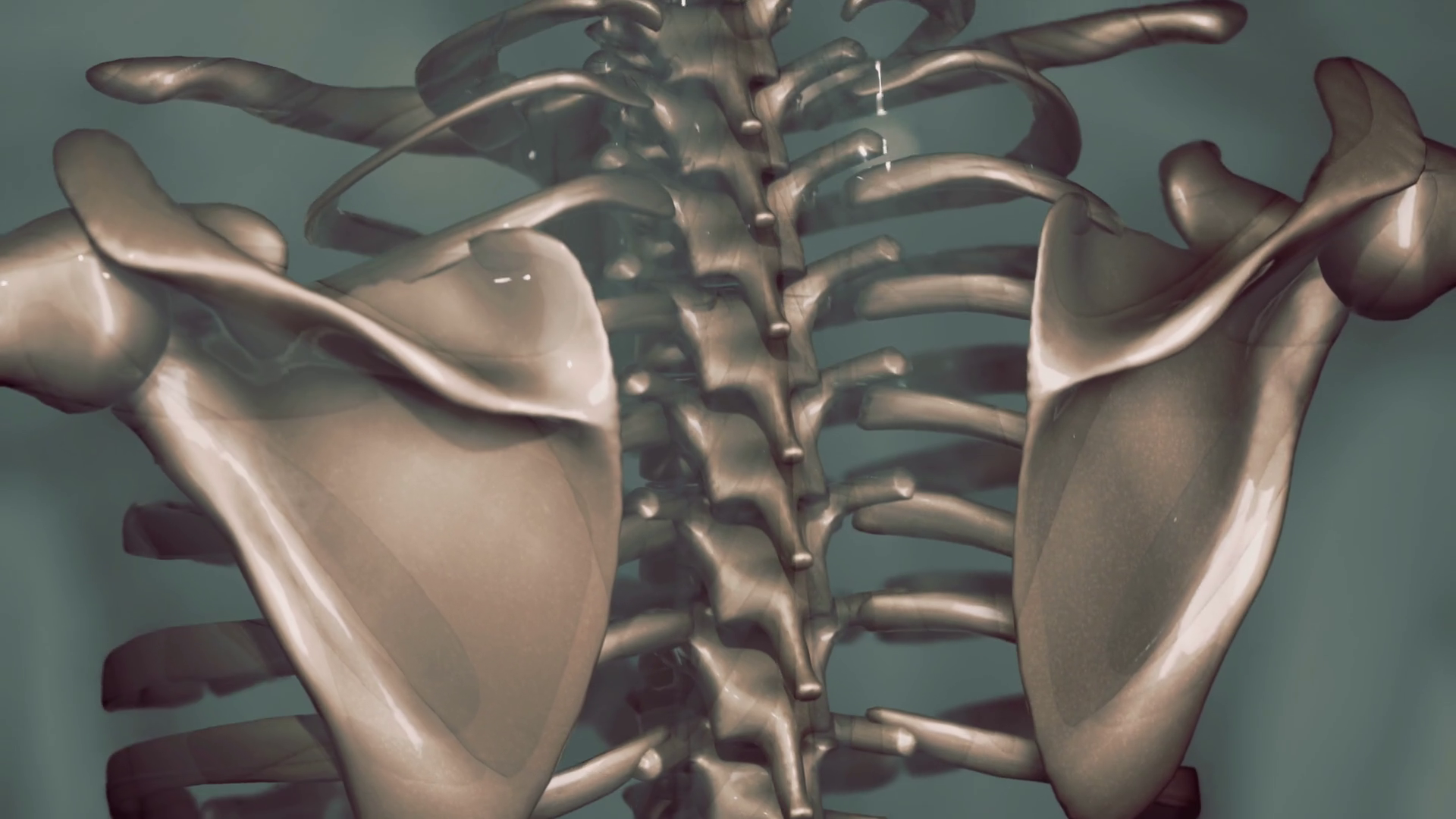 3d Rendered Medical Animation Of Human Bones Stock Motion Graphics SBV ...