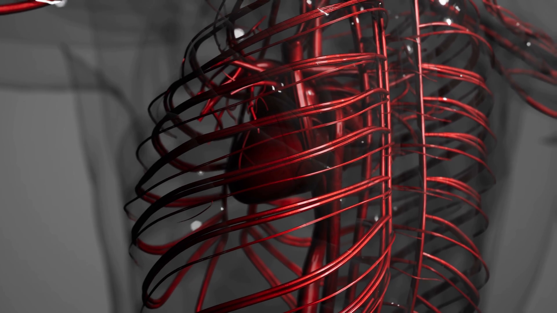 Medically Accurate Animation Of Heart With Stock Motion Graphics SBV ...