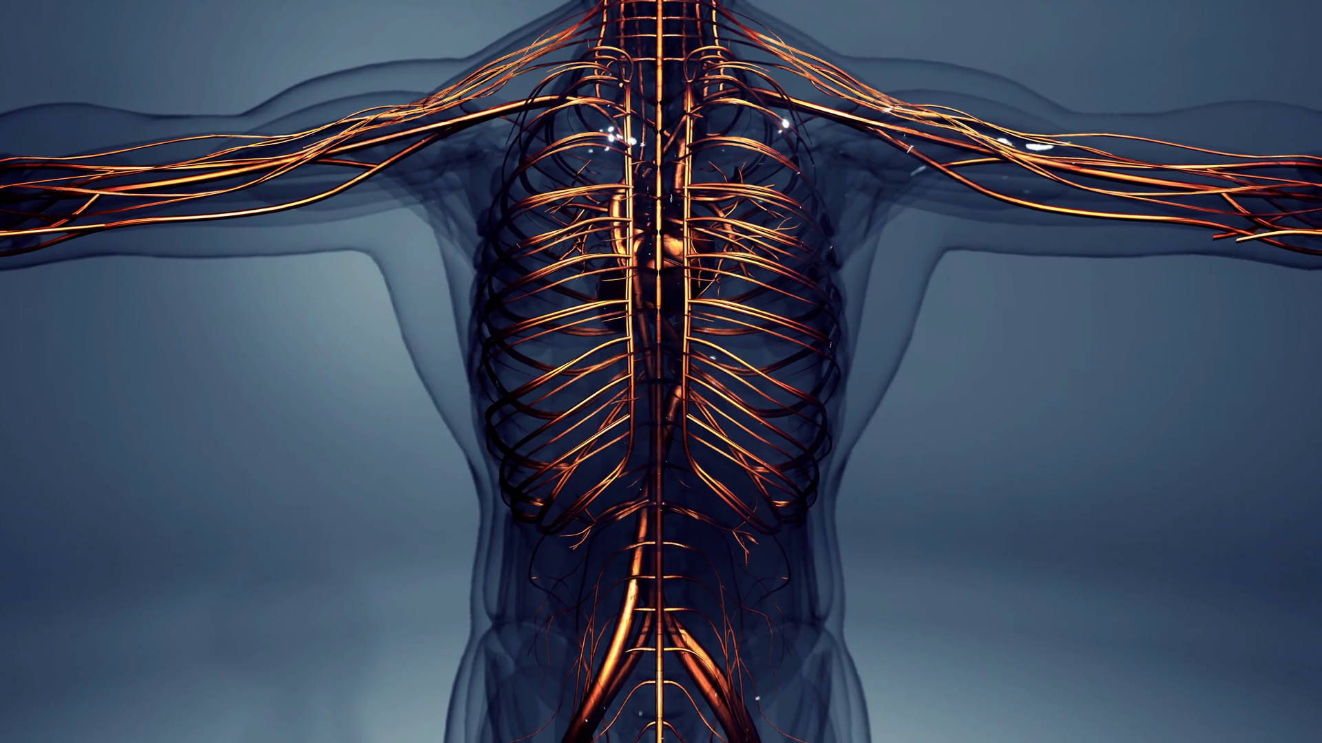 Medically Accurate Animation Of Heart With Stock Motion Graphics SBV ...
