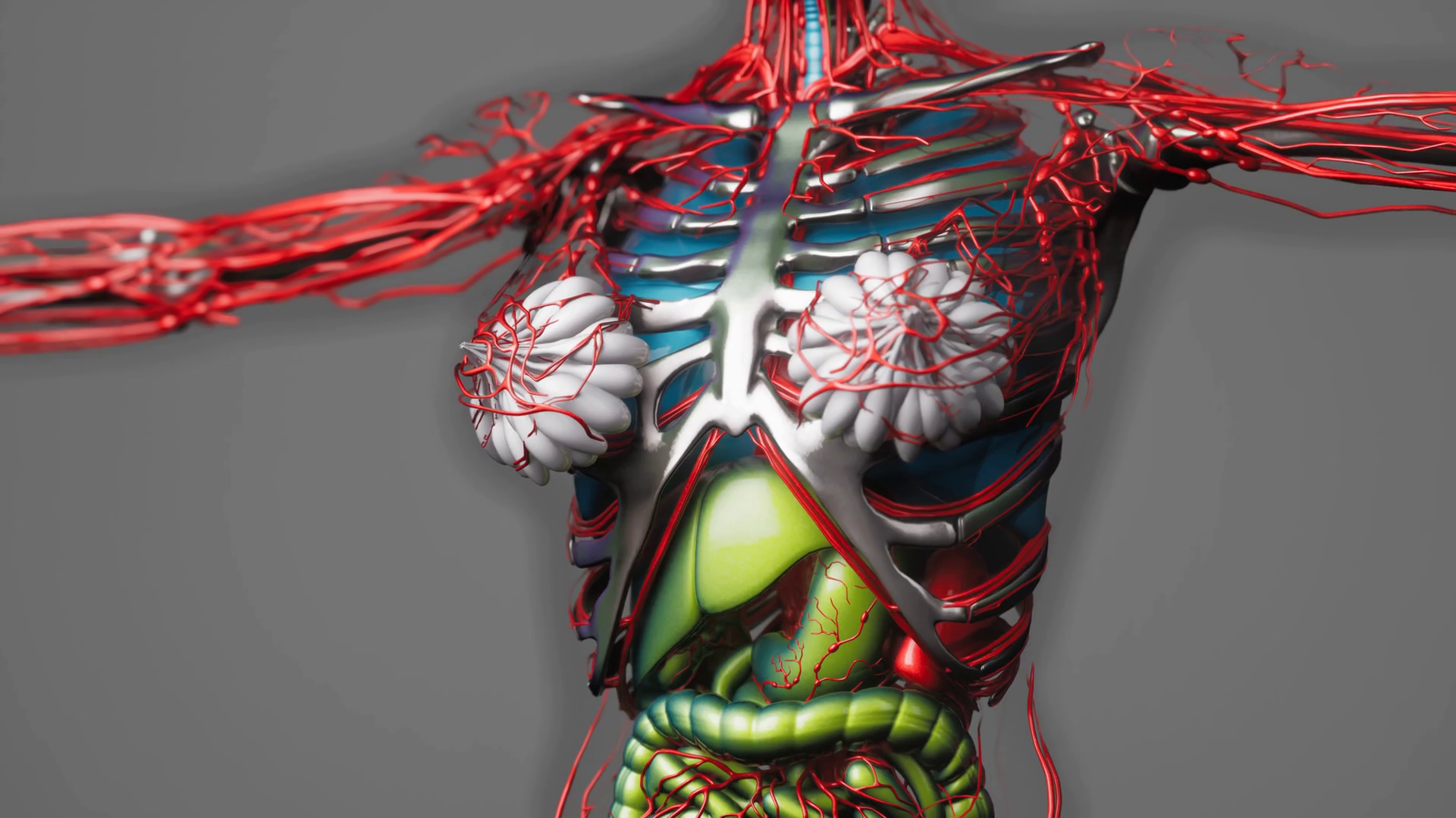 Animation Of Human Internal Organs Stock Motion Graphics SBV-347439341 ...