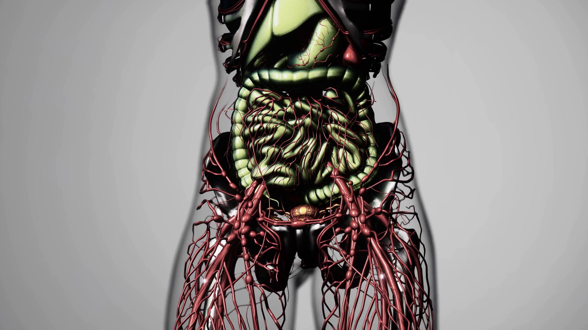 Animation Of Human Internal Organs Stock Motion Graphics SBV-347592260 ...