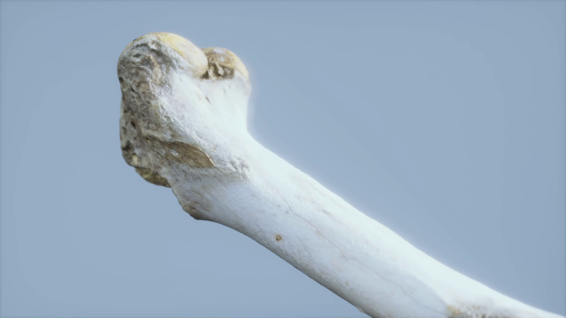 The Leg Bone Of Big Animal Stock Footage SBV-347018242 - Storyblocks