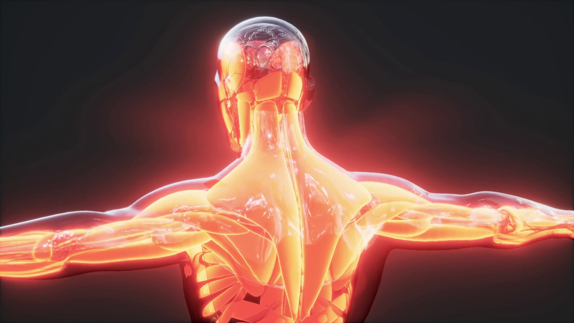 Digital Illustration Of Muscular System Stock Motion Graphics SBV ...