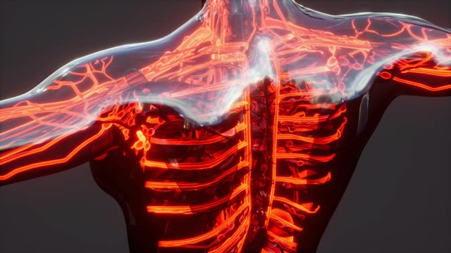 Blood Flow Animation Stock Footage: Royalty-Free Video Clips - Storyblocks