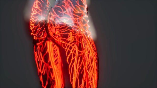 Blood Animation Veins Stock Footage: Royalty-Free Video Clips - Storyblocks