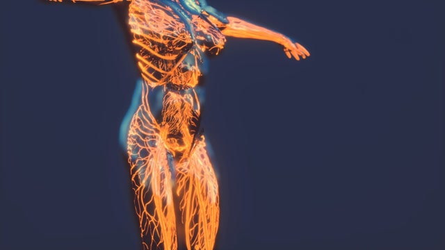 Blood Animation Veins Stock Footage: Royalty-Free Video Clips - Storyblocks