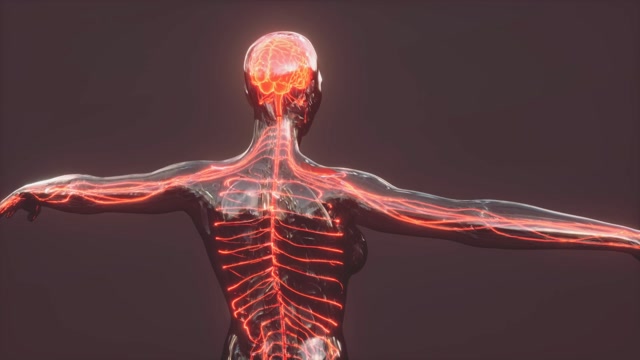Human Anatomy Animation Stock Footage: Royalty-Free Video Clips ...