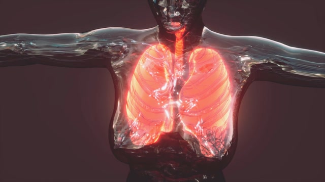 Human Breathing System Stock Footage: Royalty-Free Video Clips ...