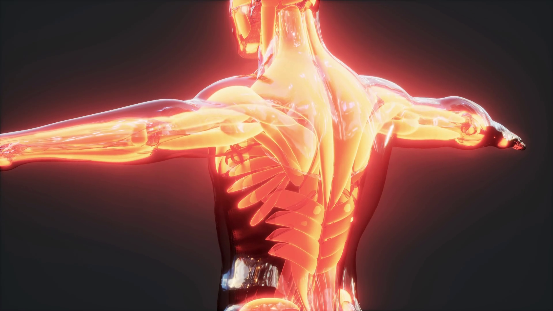 Digital scan of human muscular system Motion Background 00:10 SBV ...