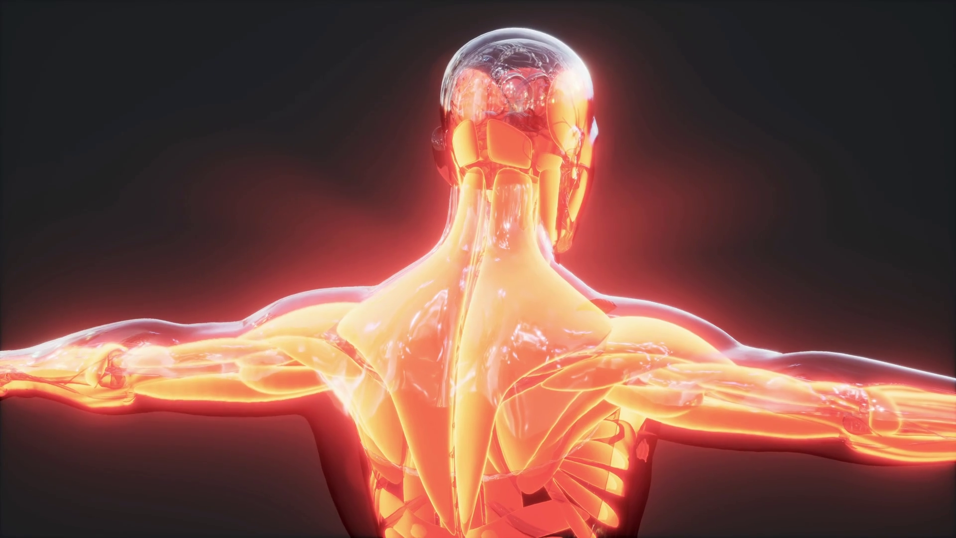 Human Muscular System Anatomical Infographic Stock Motion Graphics SBV ...