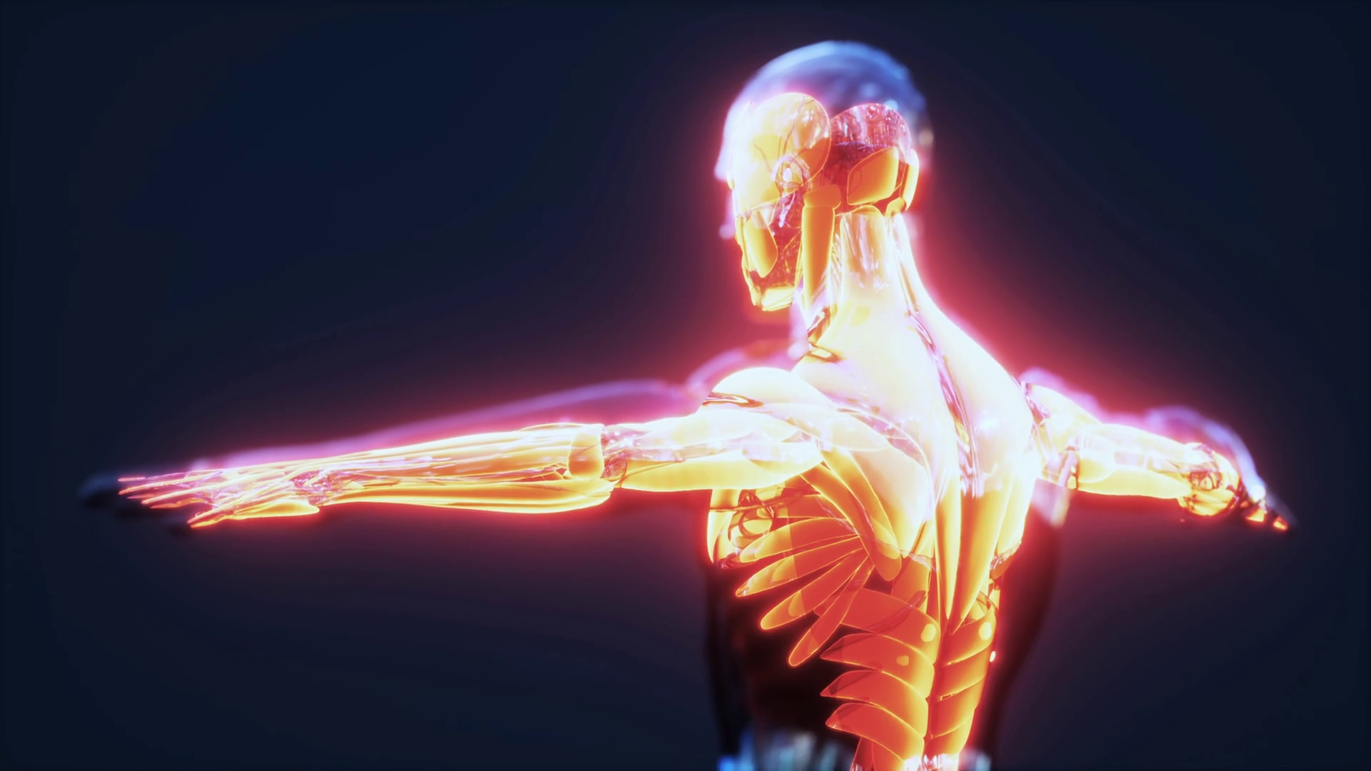 Human muscular system anatomical infographic Motion Background 00:10 ...