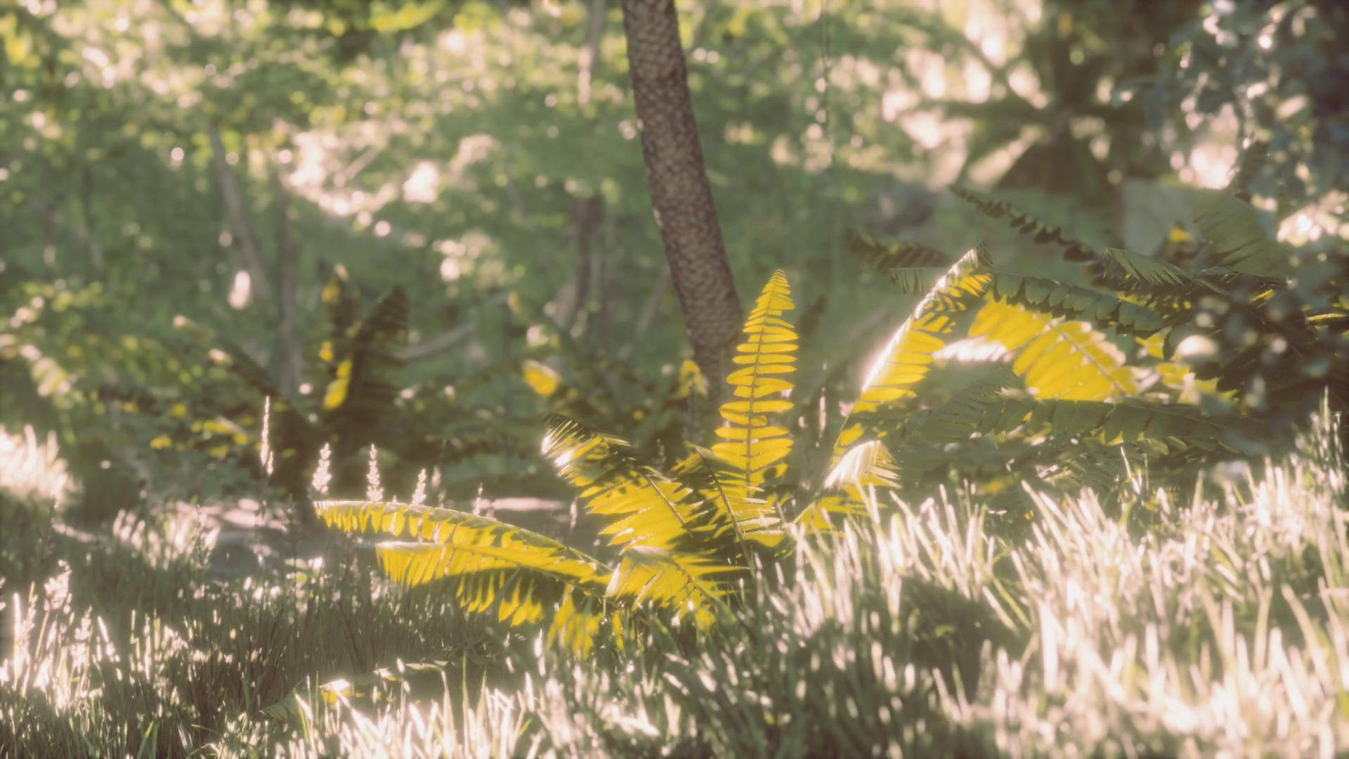 Jungle Forest Trees In Deep Fog Stock Motion Graphics SBV-348763761 ...