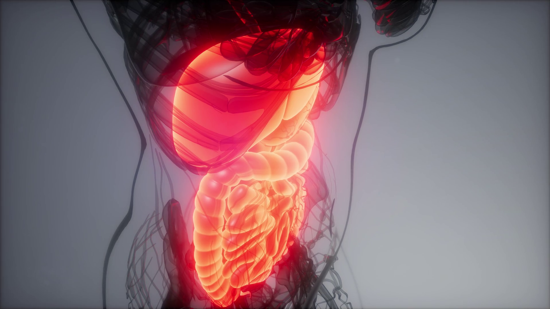 3d Illustration Of Human Digestive System Parts And Functions Motion