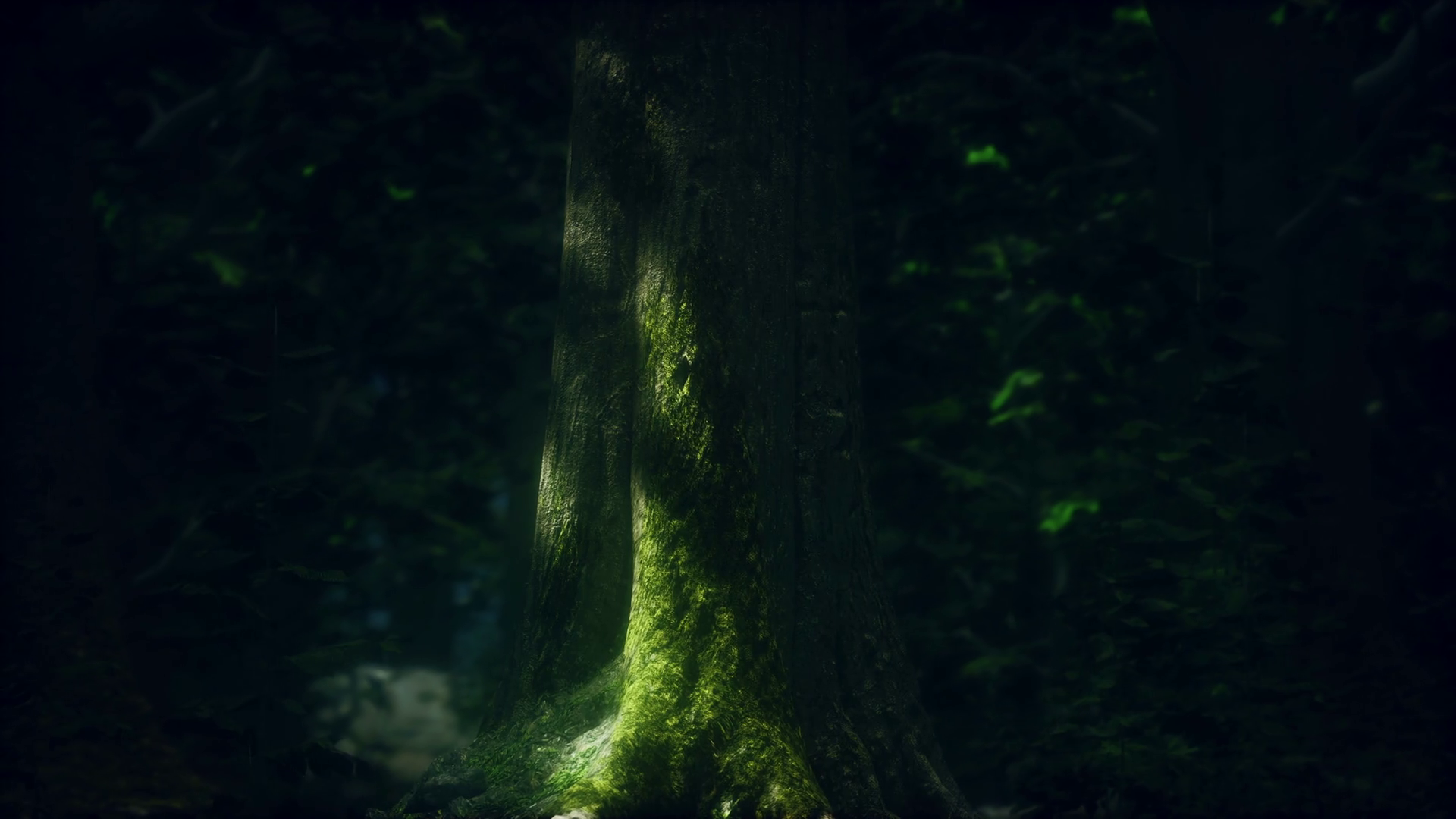 Tree Roots Sunshine In Green Forest Stock Motion Graphics SBV-348545473 ...