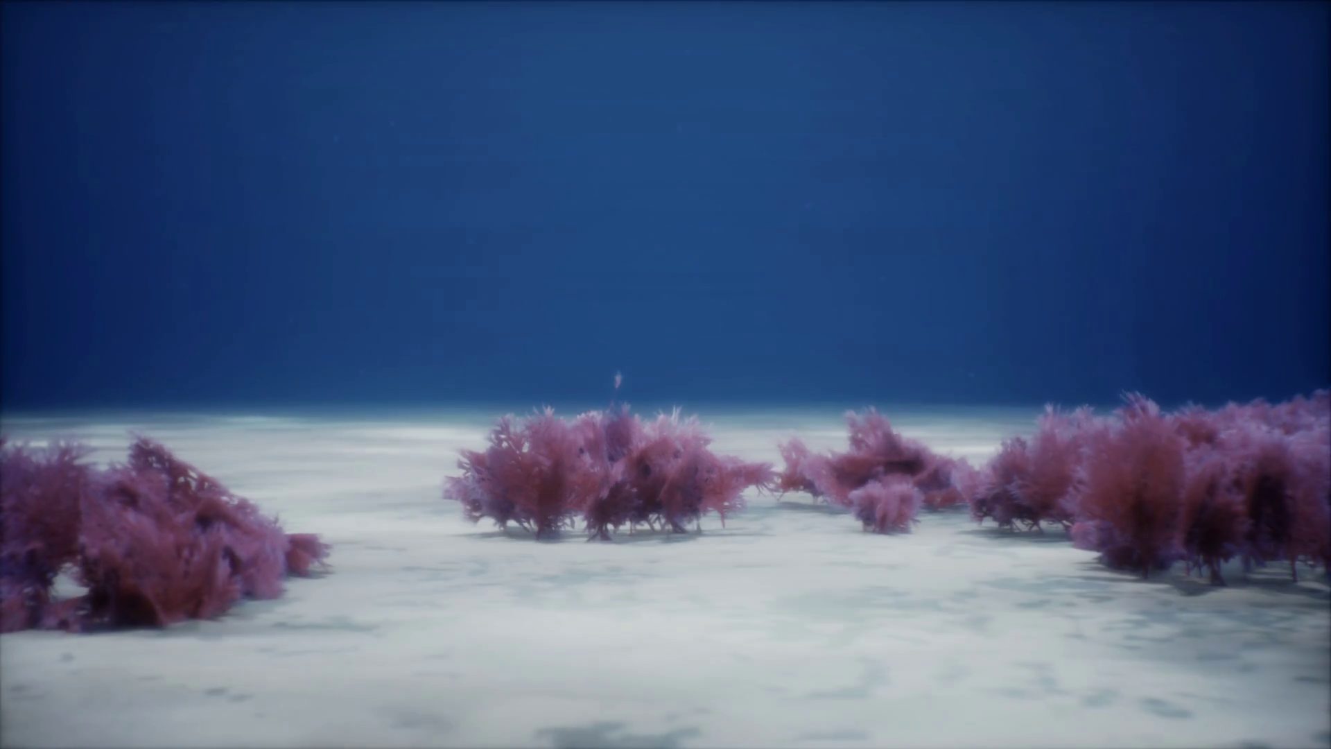 Purple Pink Soft Corals Red Sponges Stock Motion Graphics SBV-348469742 ...