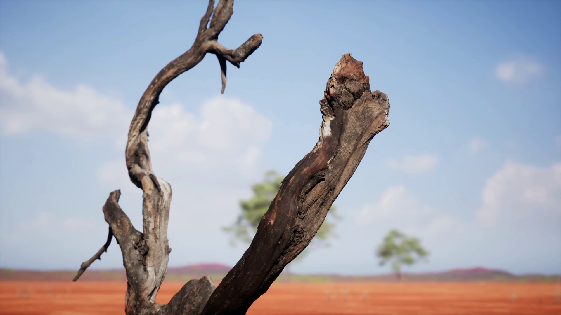 Dry Landscape Of Grassland Trees Stock Motion Graphics SBV-347374077 ...