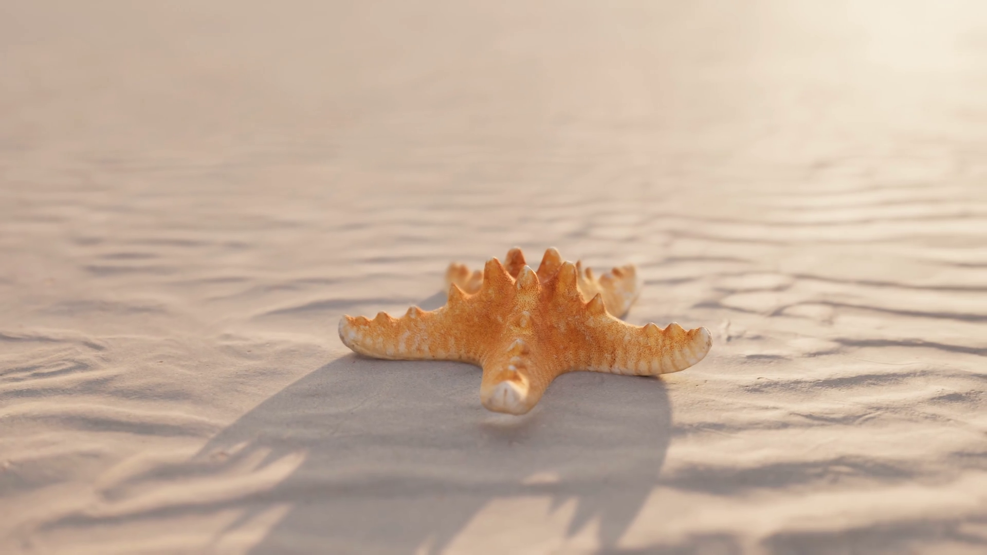 Starfish On Sandy Beach Stock Motion Graphics SBV-347575743 - Storyblocks