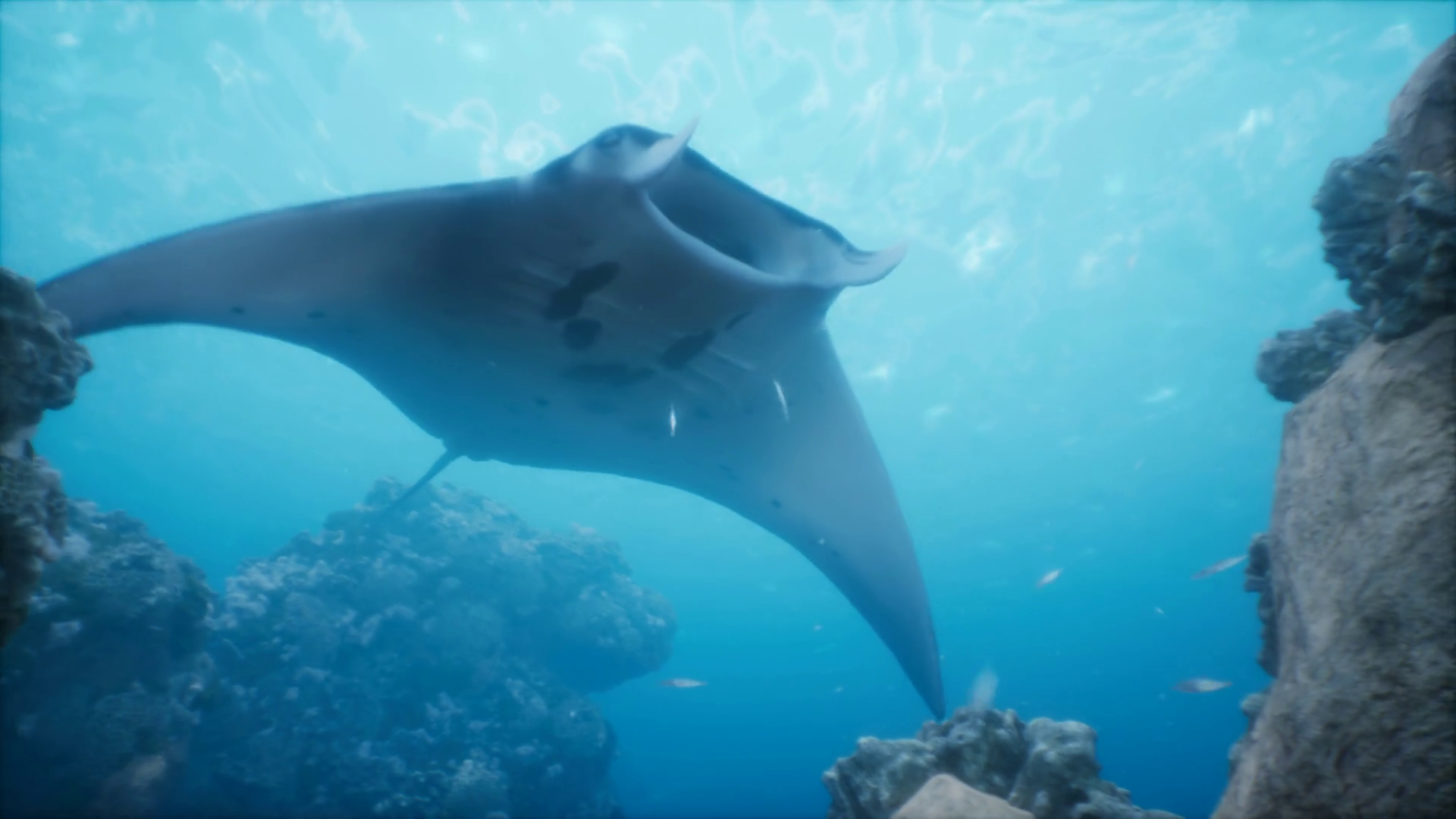 Stunning Manta Ray Floats Effortlessly Over Stock Footage SBV-347692460 ...