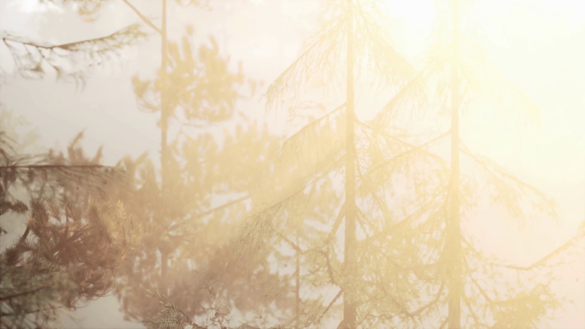 Brilliant Sun Rays Shining Through Stock Footage SBV-347758076 ...