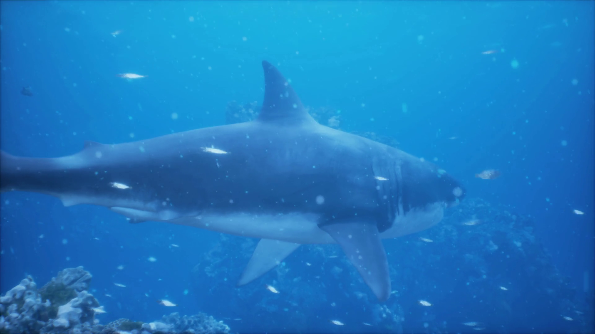 Coral Reef Enormous White Shark In View Stock Footage SBV-347660317 ...