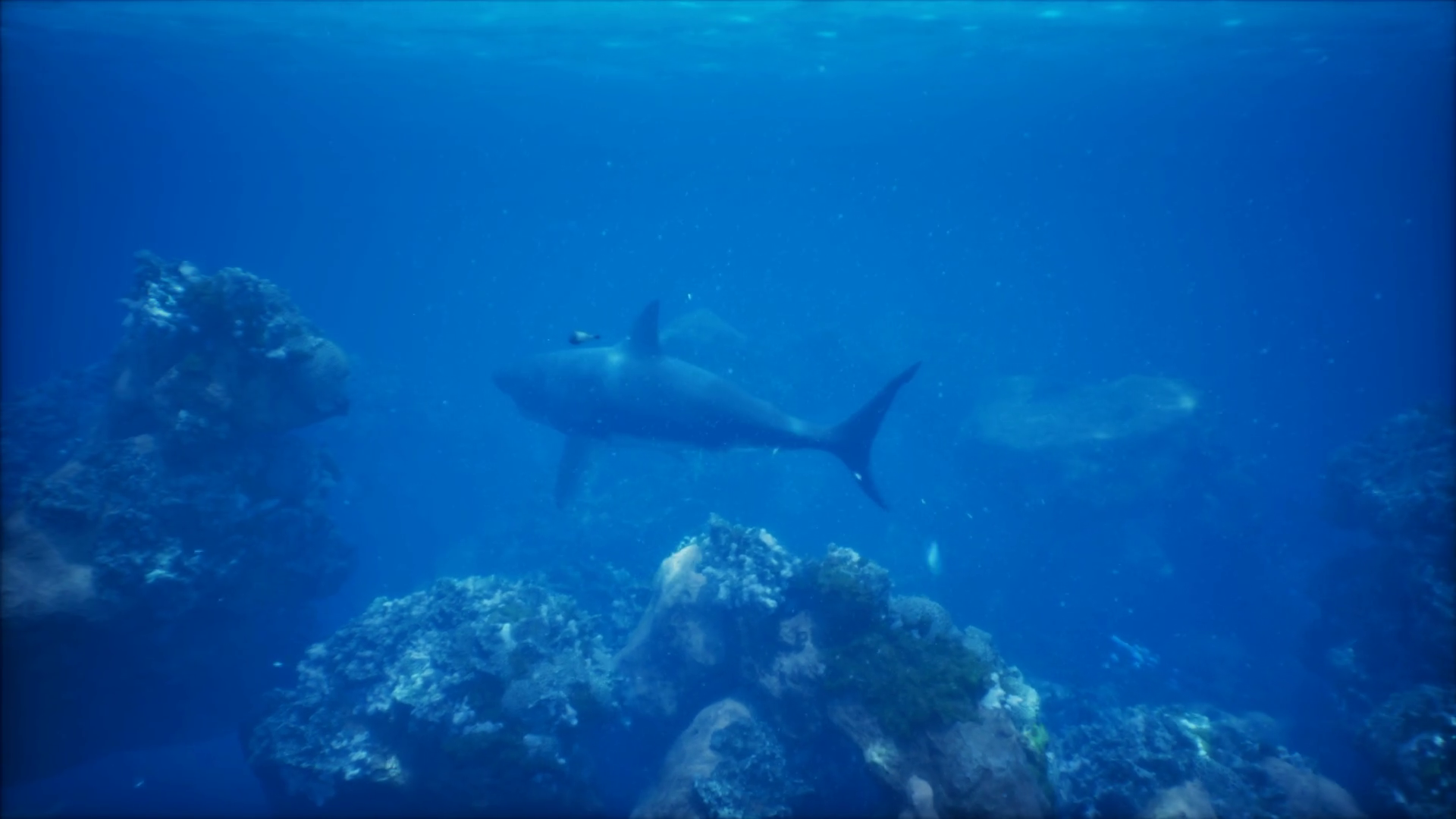 Great White Shark Swimming Over Bottom At Stock Motion Graphics SBV ...