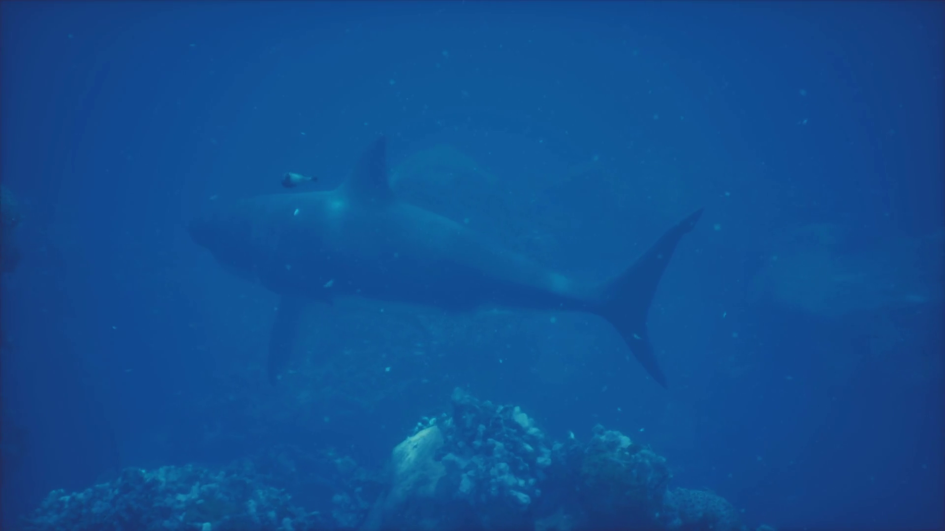 The Big White Shark Spotted Swimming Past Stock Footage SBV-347720917 ...