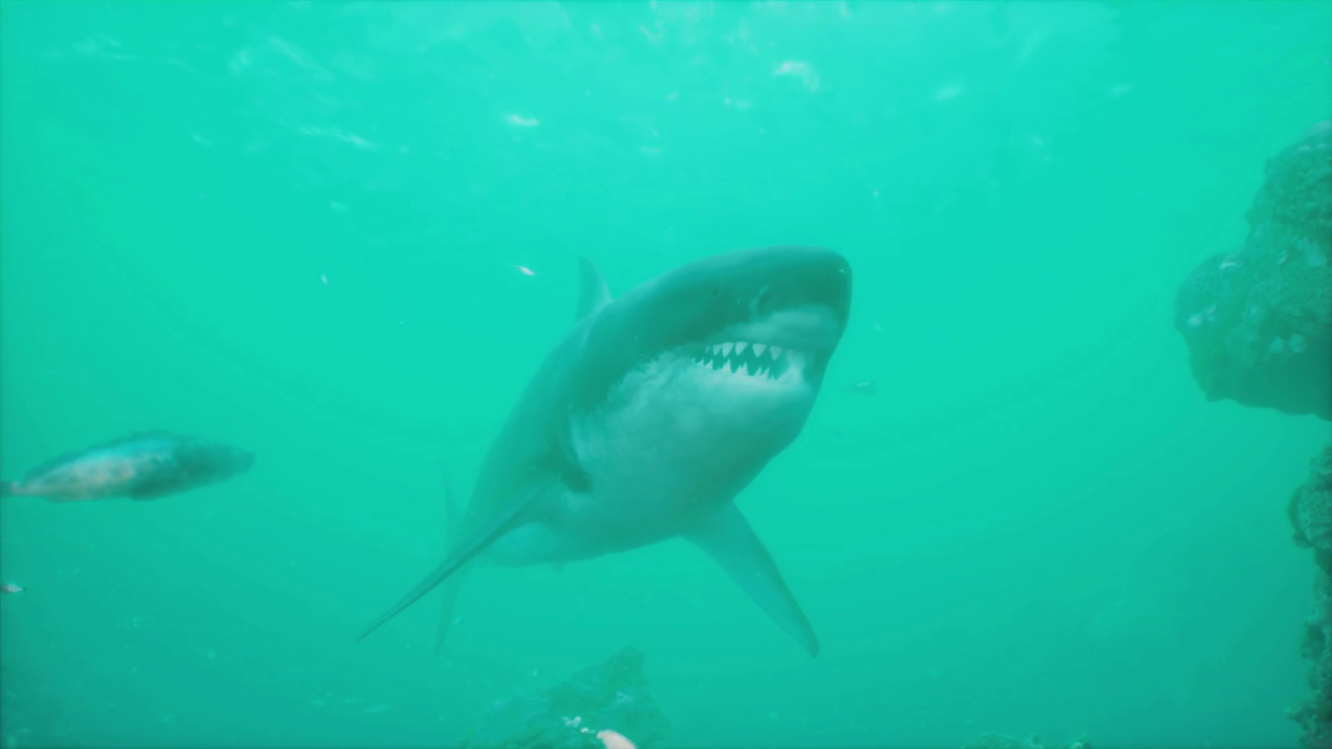 Great White Shark Swimming Over Bottom At Stock Motion Graphics SBV ...