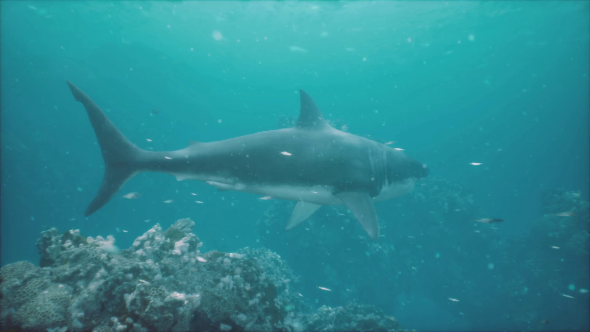The Great White Shark Moving Past Coral Reef Stock Motion Graphics SBV ...