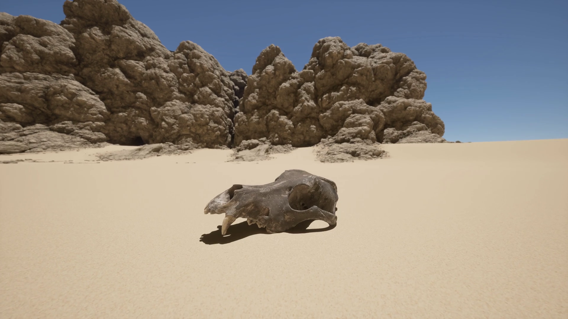 A Skull Of Dead Animal In Barren Desert Stock Footage SBV-348637049 ...