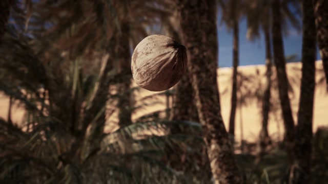 Date Palm Tree Story Stock Footage: Royalty-Free Video Clips - Storyblocks