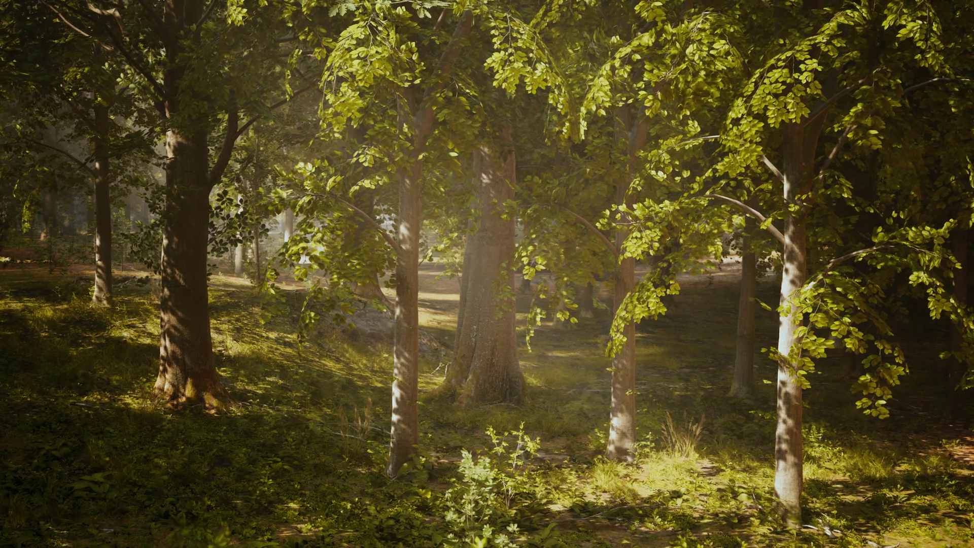 Sunbeams Illuminating Lush Forest Canopy In Stock Motion Graphics SBV ...