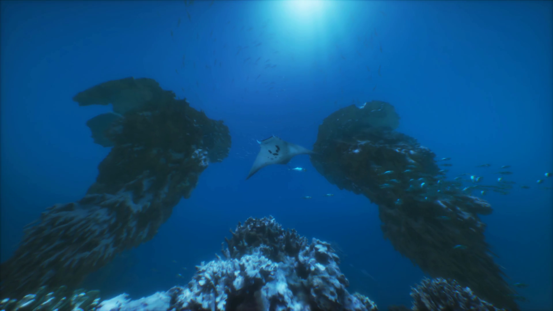 A Manta Ray Swims Over Coral Reef Stock Motion Graphics SBV-348854638 ...