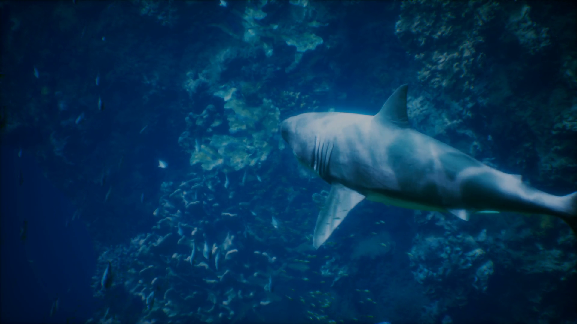 A Large White Shark Swimming In Ocean Stock Motion Graphics SBV ...