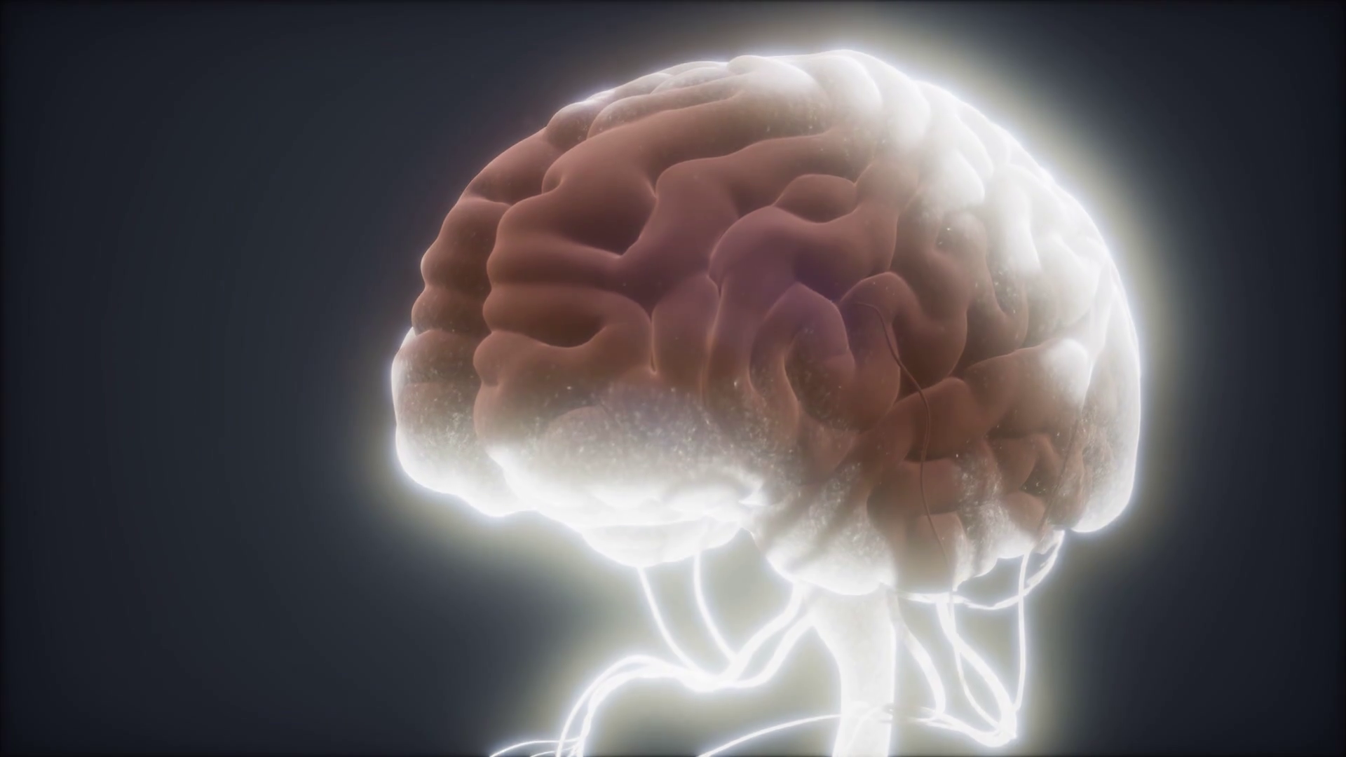 Animated Model Of Human Brain Stock Footage SBV-337886359 - Storyblocks