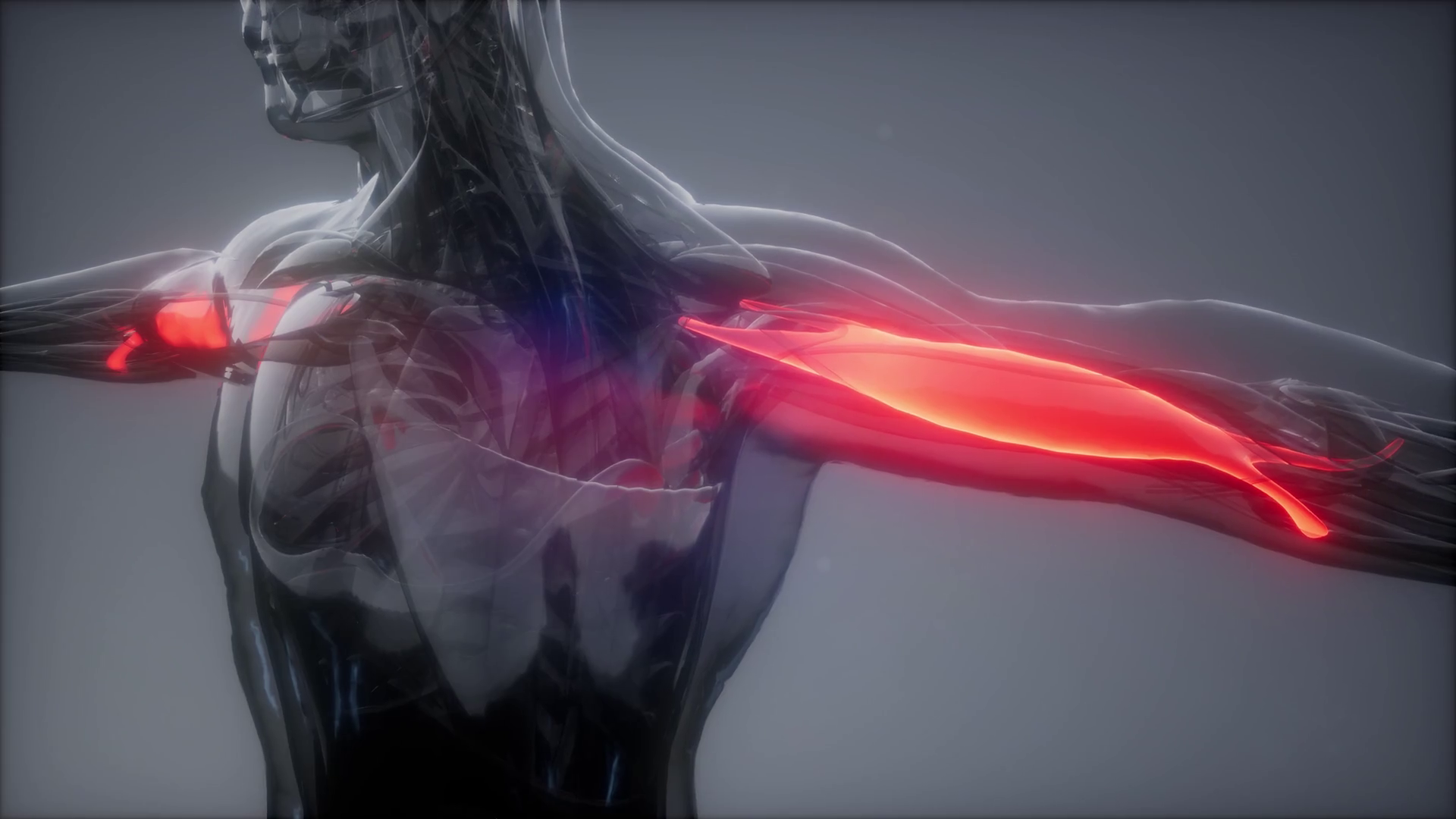 Biceps - Visible Muscle Anatomy Map Stock Footage SBV-337706294 ...