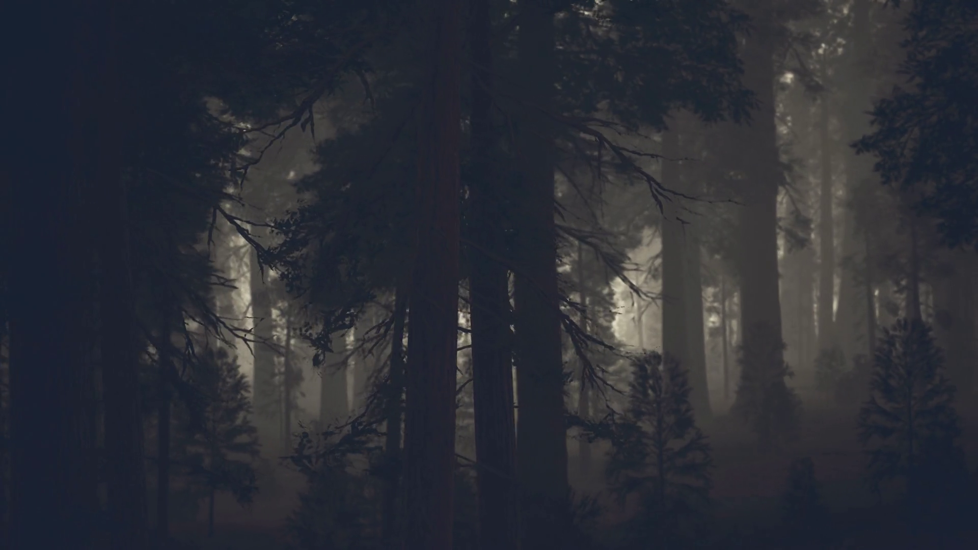 Black Tree Trunk In Dark Pine Tree Forest Stock Motion Graphics SBV ...