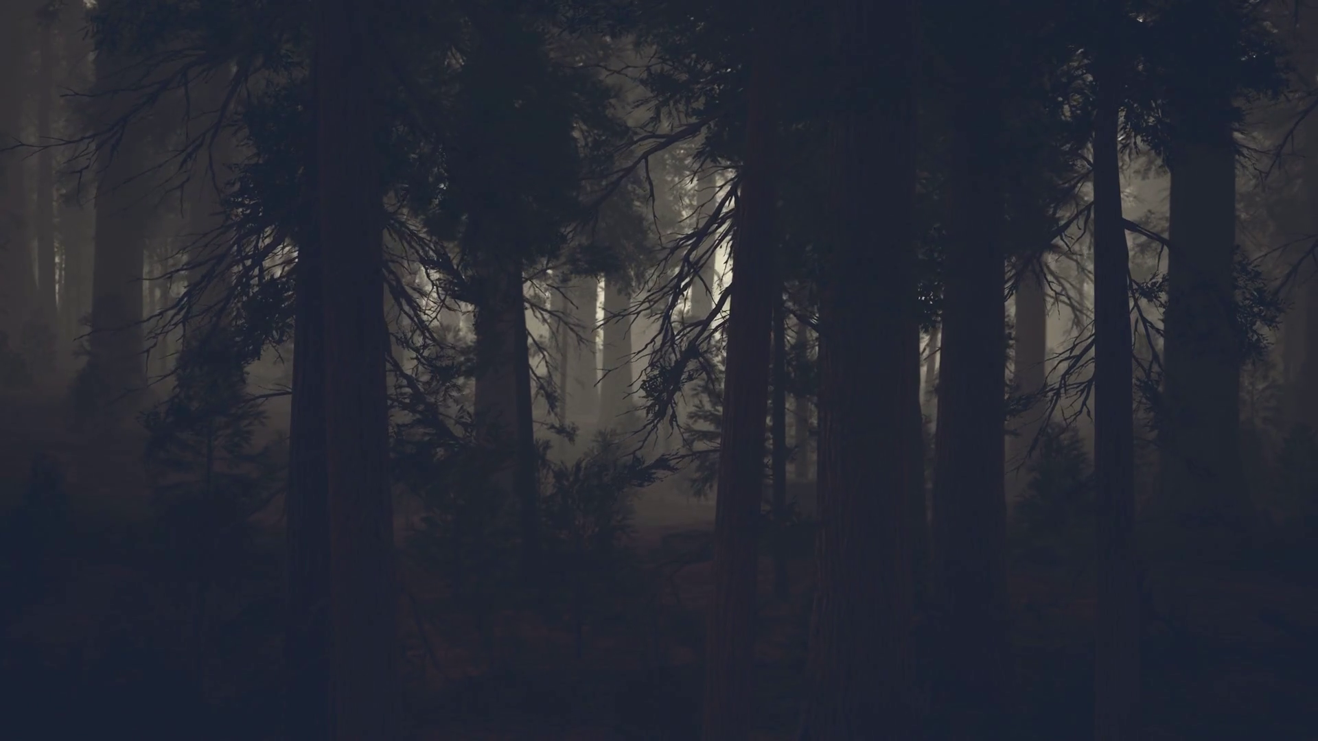 Black Tree Trunk In Dark Pine Tree Forest Stock Motion Graphics SBV ...