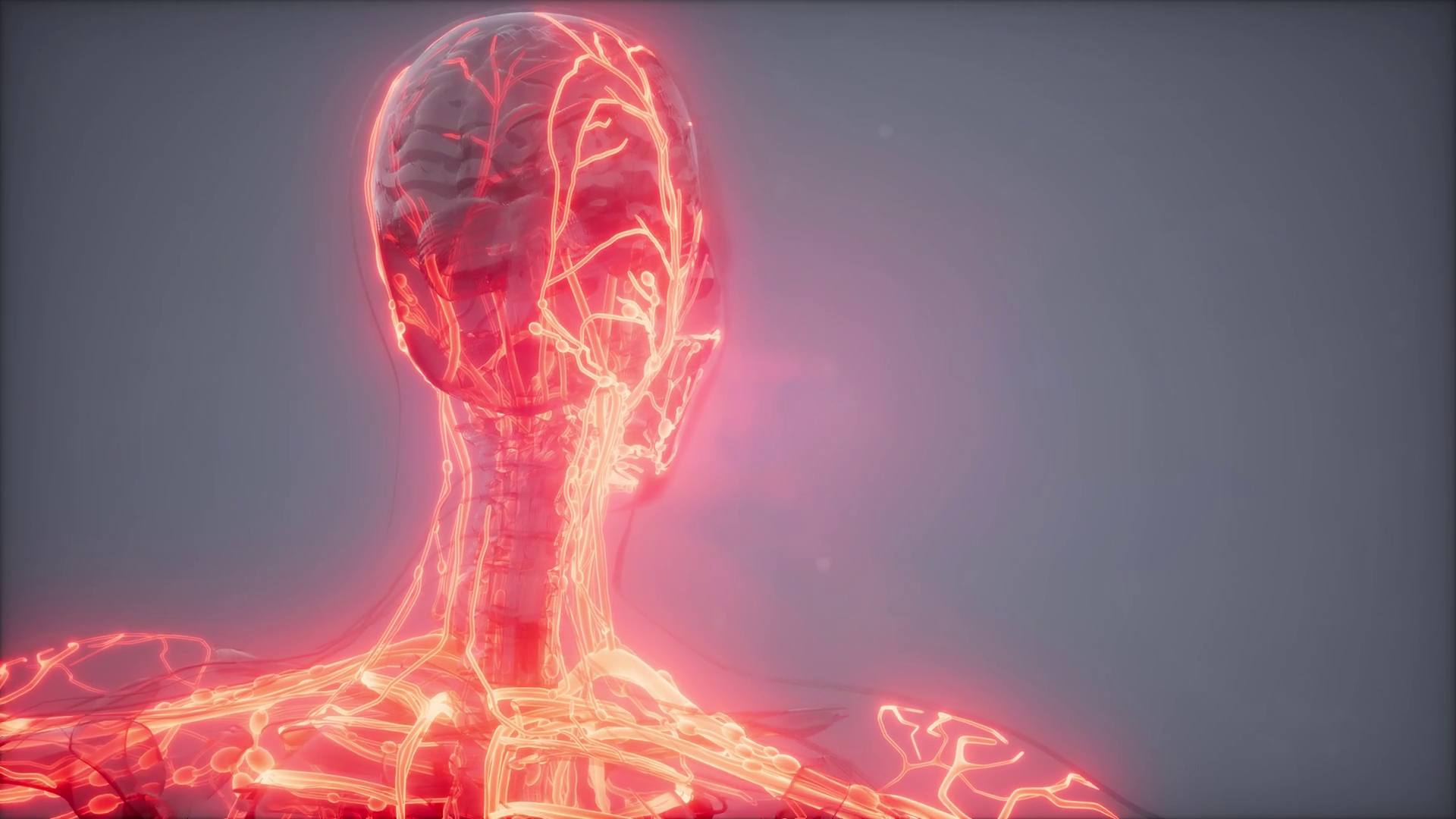 Blood Vessels Of Human Body Stock Motion Graphics SBV-337927659 ...