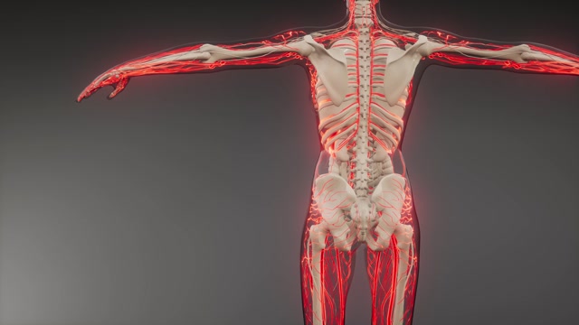 Human Body Animation Stock Footage: Royalty-Free Video Clips - Page 2 ...
