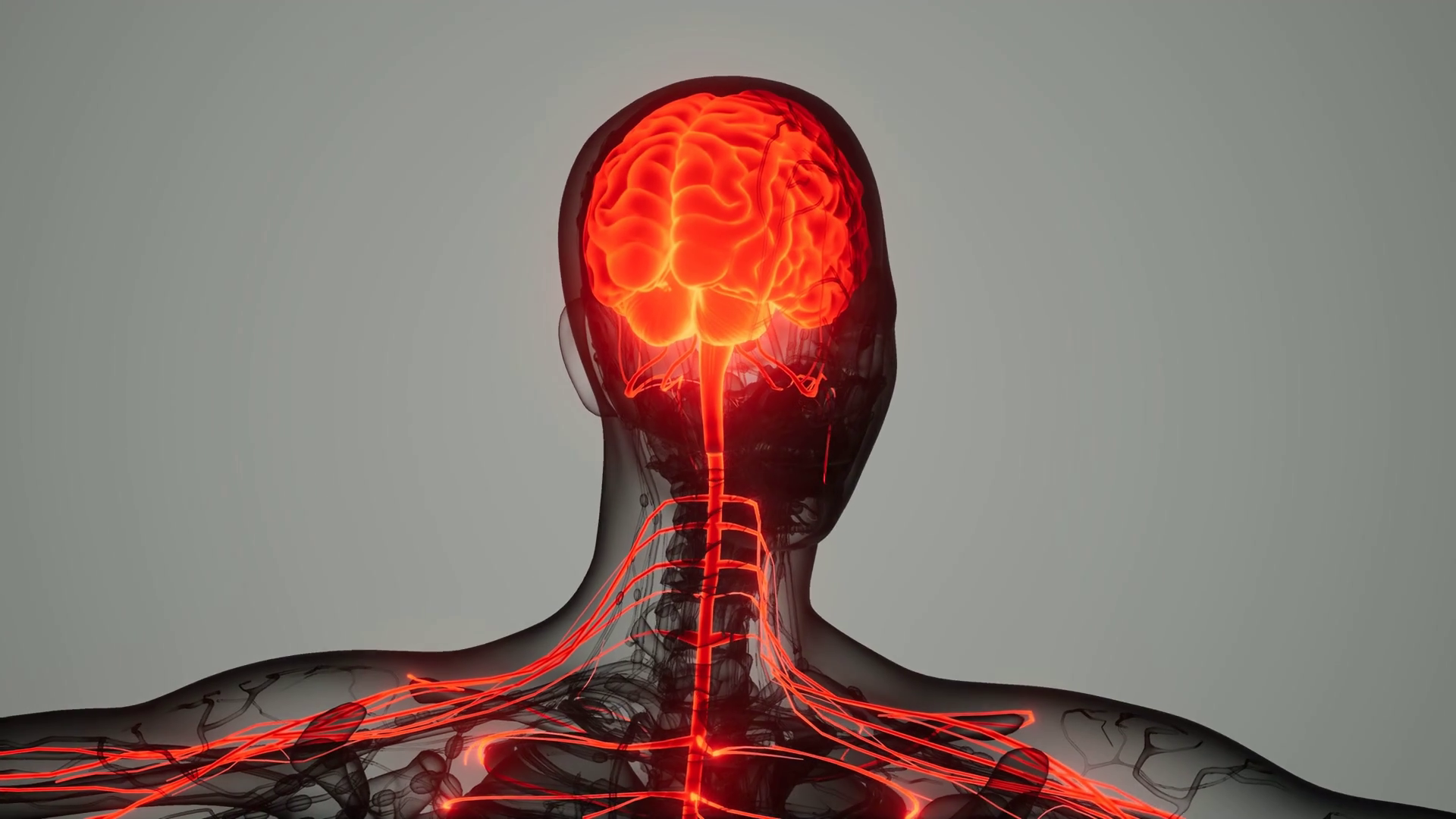 Brain Nervous System Of Human Stock Motion Graphics SBV-338777113 ...